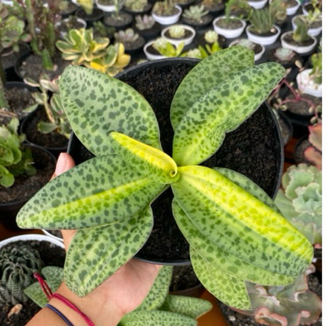 Jual Tanaman Hias Lidah Katak Variegata “Drimiopsis Kirkii” | Shopee ...