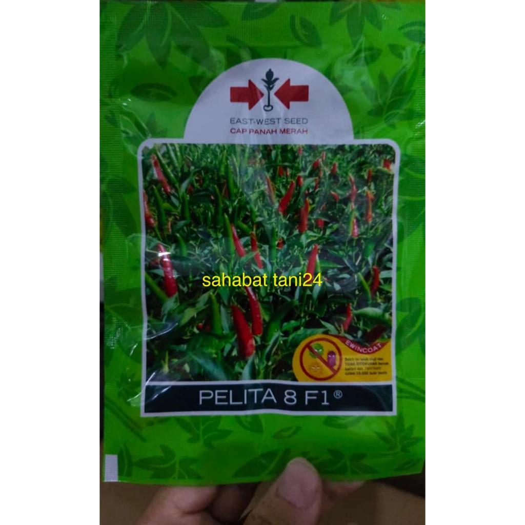 Jual benih cabe PELITA 8 F1 2250 butir cabai rawit hijau dari panah ...