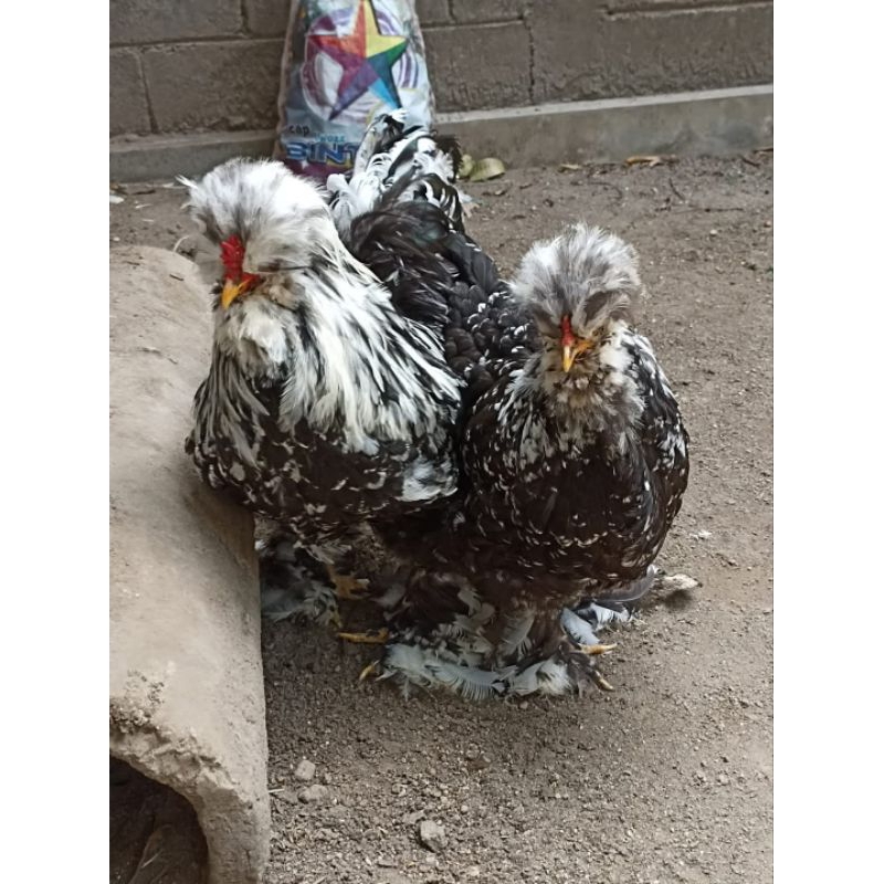 Jual Telur ayam hias black motled // ayam brahma jambul | Shopee Indonesia