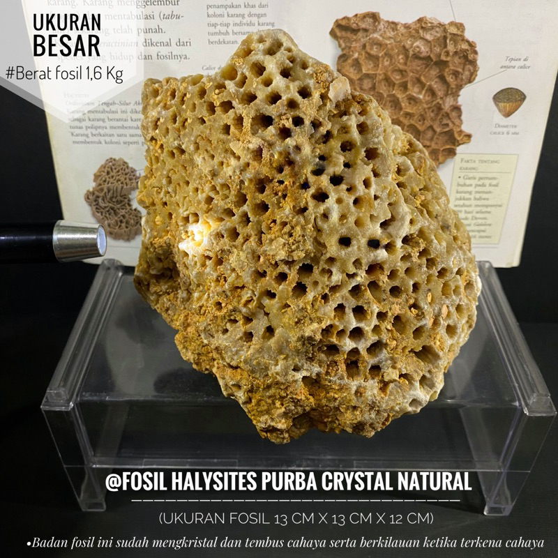 Jual Fosil Halysites Crystal Natural C38 atau Fosil Coral Rugose atau ...