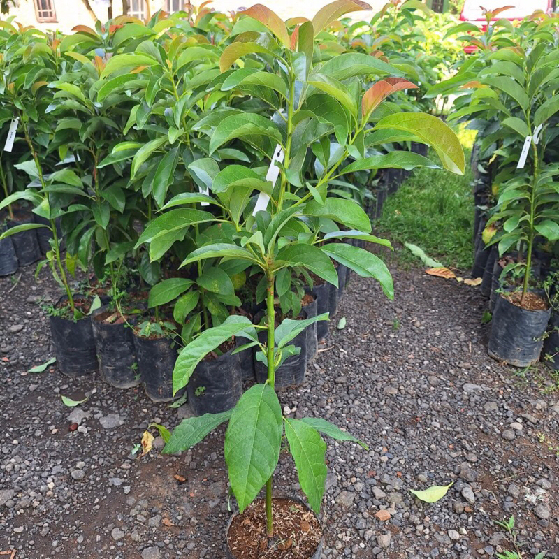 Jual Bibit Alpukat Okulasi Super Jumbo Berkualitas Unggul Abhinaya ...