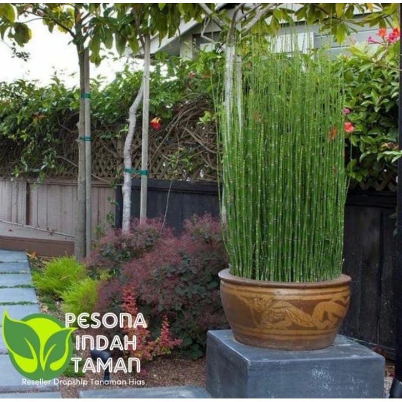 Jual Tanaman hias bambu air - tanaman media air bambu air | Shopee ...
