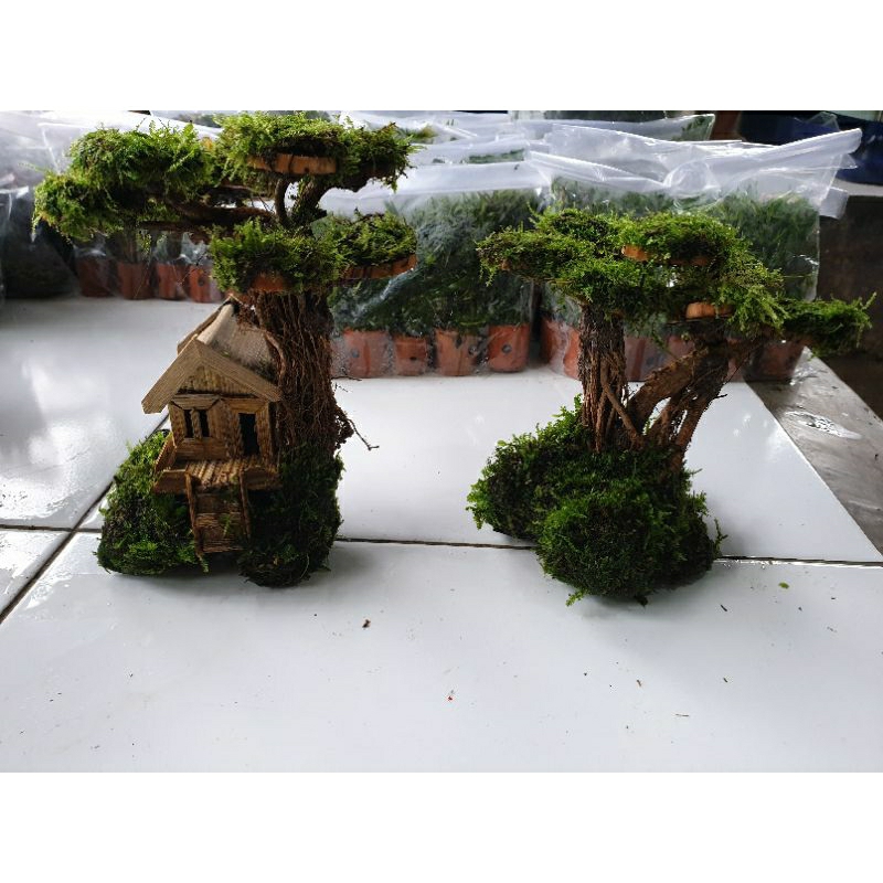 Jual Bonsai air aquascape tanaman air / bonsai air / bonsai akuarium ...