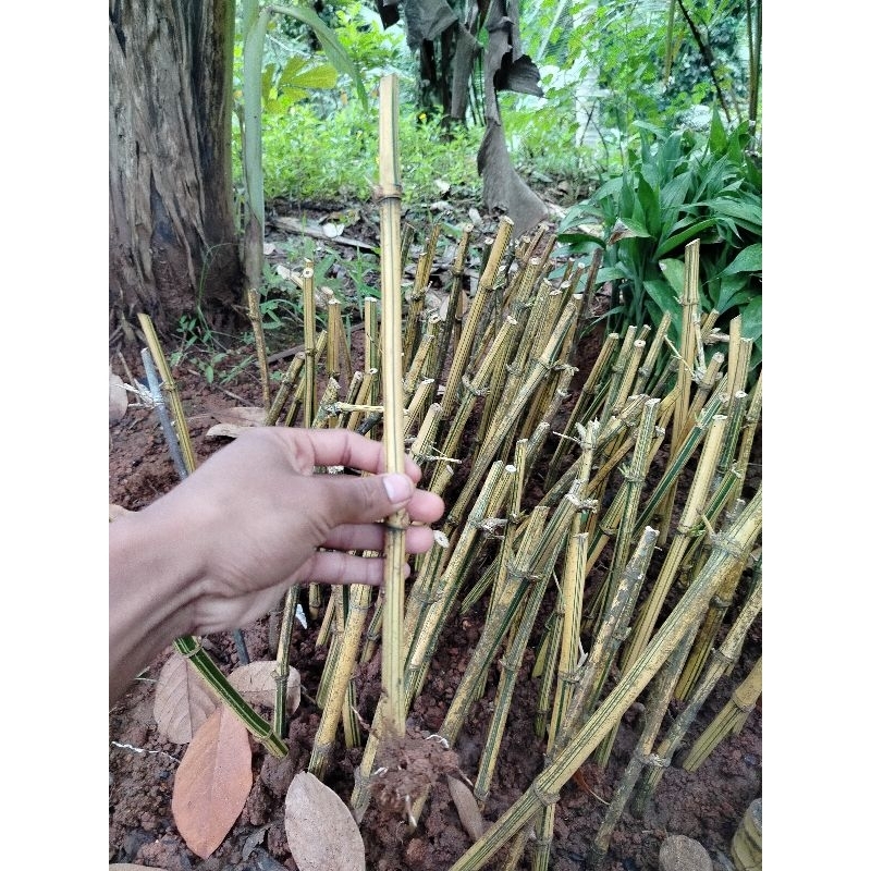 Jual BAMBU KUNING HIAS PER BATANG TUNAS DAN AKAR 30 cm | Shopee Indonesia
