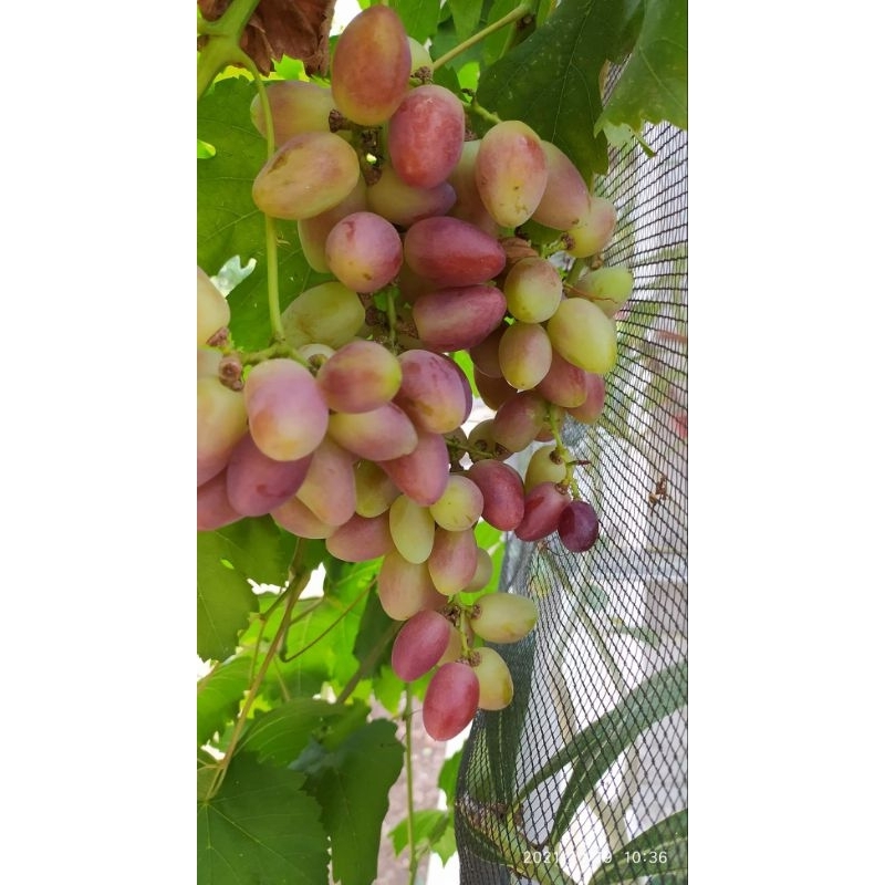 Jual Cutting Anggur Import 1kg | Valid | Varian TALDUN | Shopee Indonesia