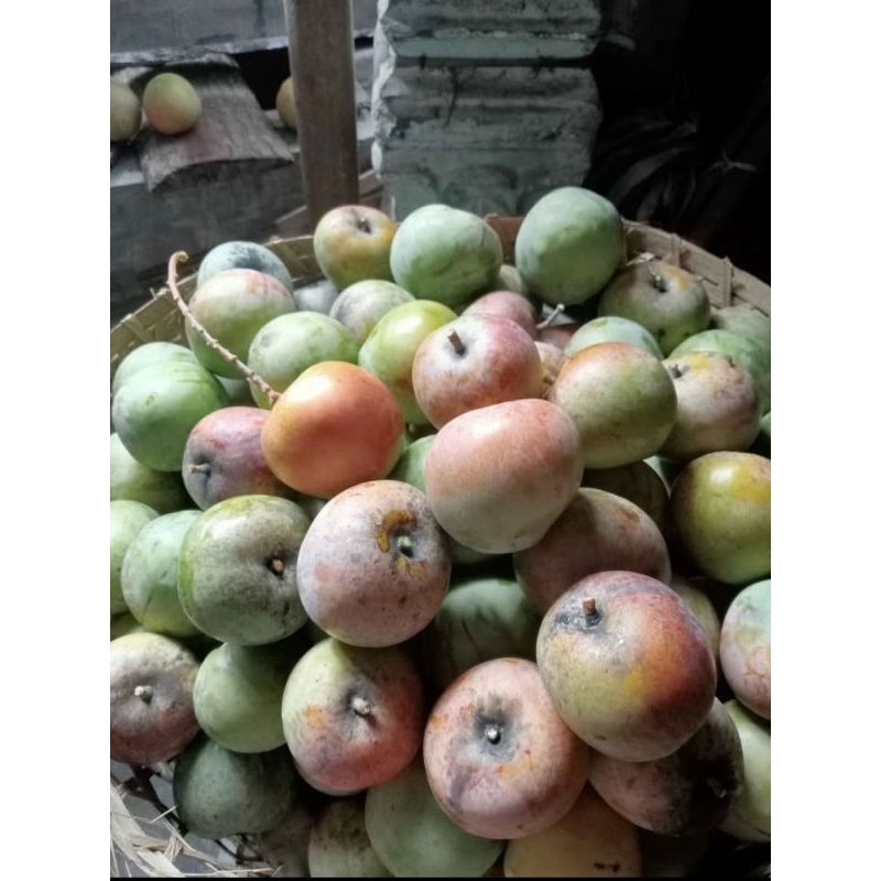 Jual Mangga apel isi 500 gram (2-4 buah ) | Shopee Indonesia Jual Mangga apel isi 500 gram (2-4 buah ) | Shopee Indonesia