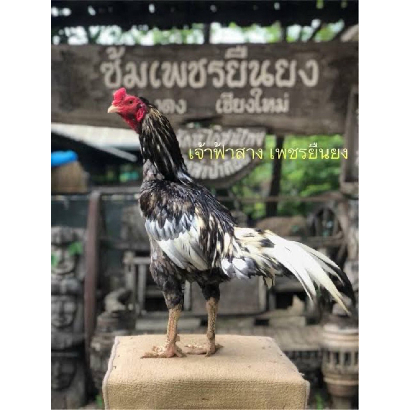 Jual TELUR FERTIL AYAM PAKHOY THAILAND UNTUK DITETASKAN | Shopee Indonesia