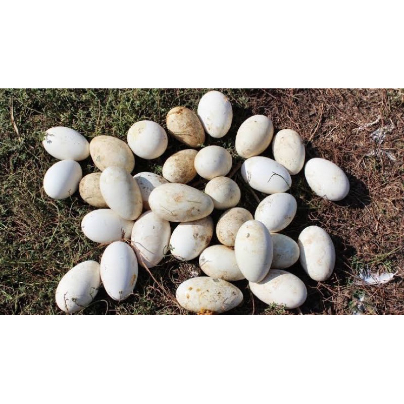 Jual TELUR ANGSA TEMBUHUK NON FERTIL GAGAL TETAS | Shopee Indonesia