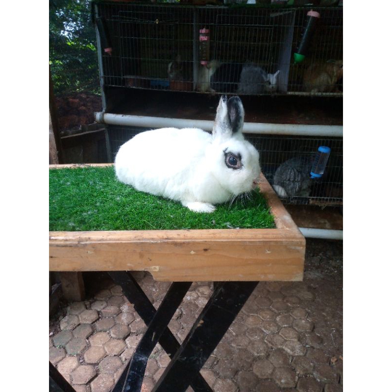 Jual kelinci Netherland dwarf indukan | Shopee Indonesia