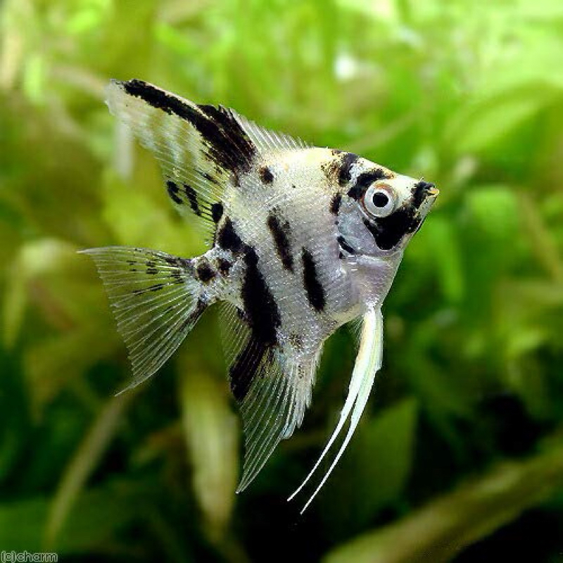 Jual Ikan Hias Manfish Marble Angel Fish Layang Sedang 4cm Aquarium ...