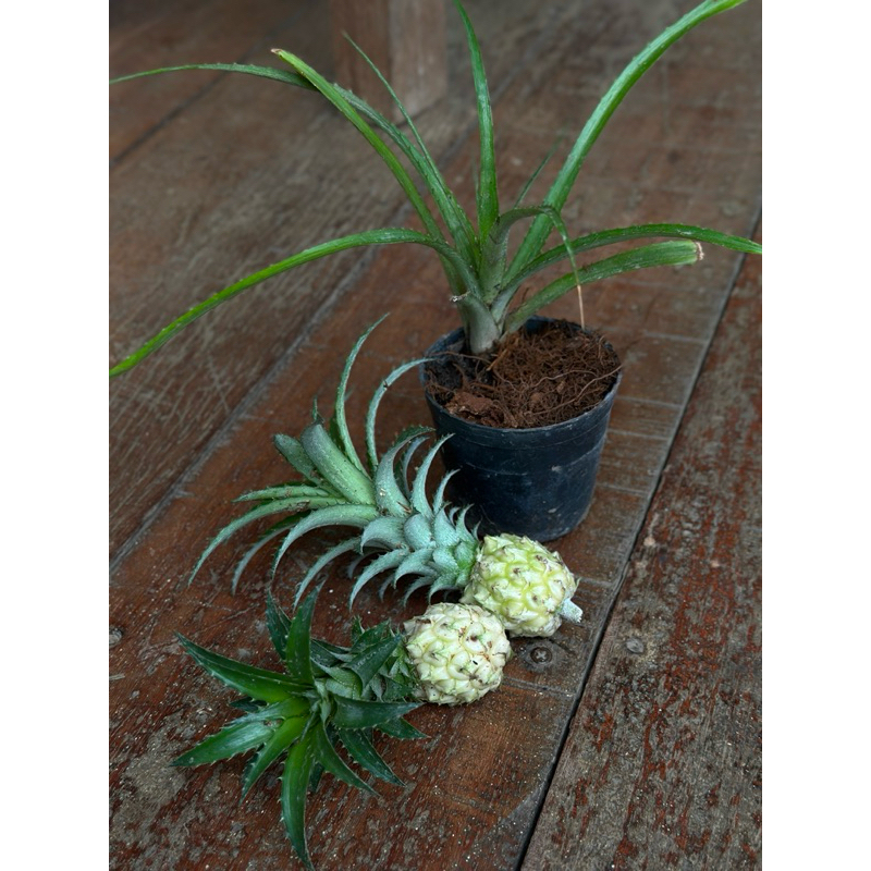 Jual Nanas mini, Ananas nanus, bisa untuk buah potong, bisa dimakan ...