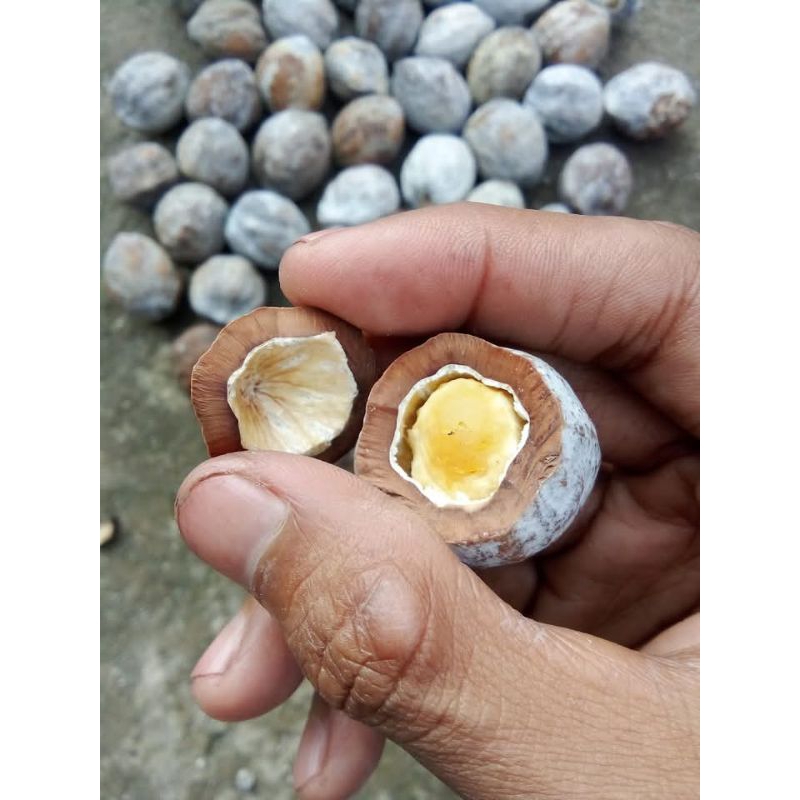 Jual jalim anak md | Shopee Indonesia