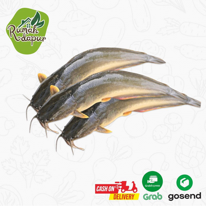 Jual IKAN LELE SEGAR / 1KG | Shopee Indonesia