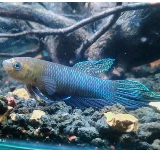 Jual betta simorum remaja sepasang | Shopee Indonesia