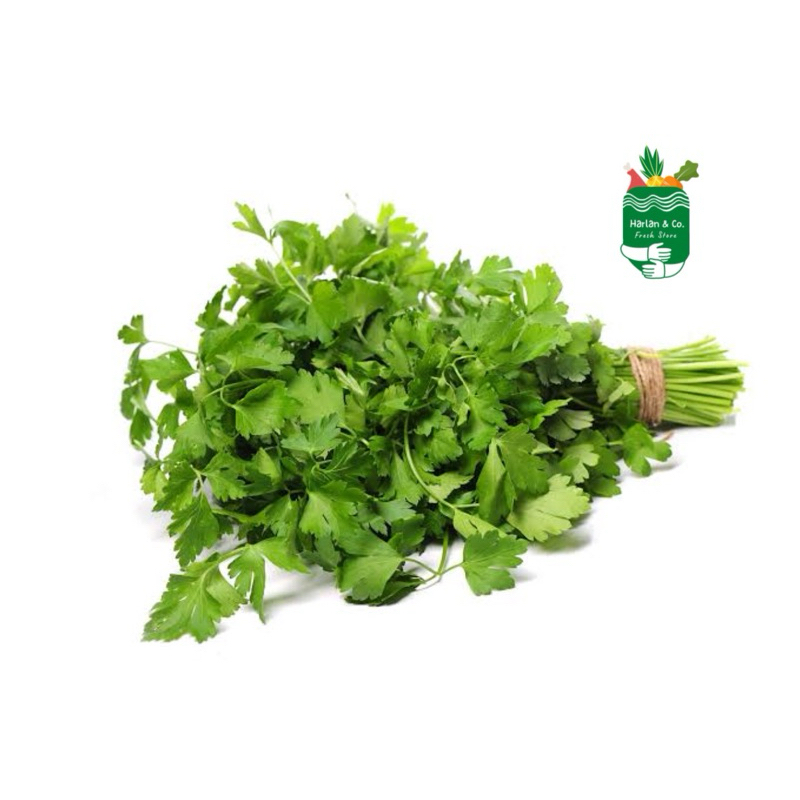 Jual seledri / daun sop | Shopee Indonesia