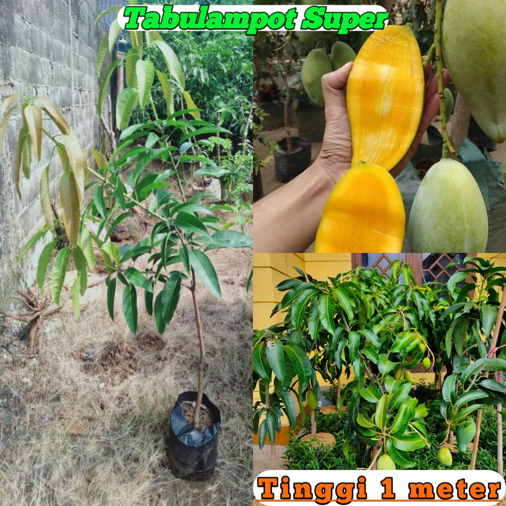 Jual Bibit Mangga Okyong Asli Okulasi Tinggi 1 Meter Super Unggul Cepat ...