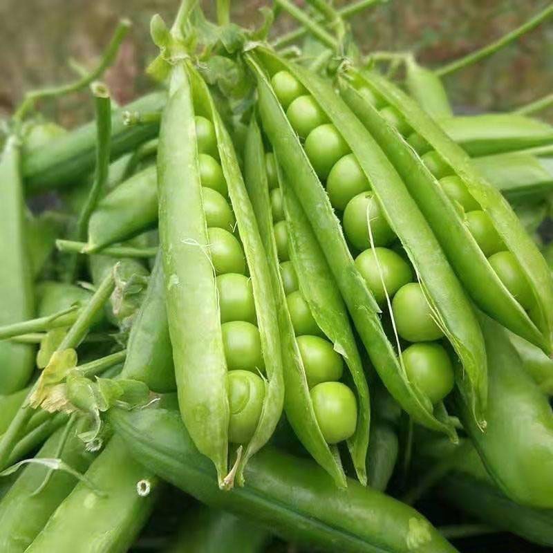Jual 10 biji kacang polong | Shopee Indonesia