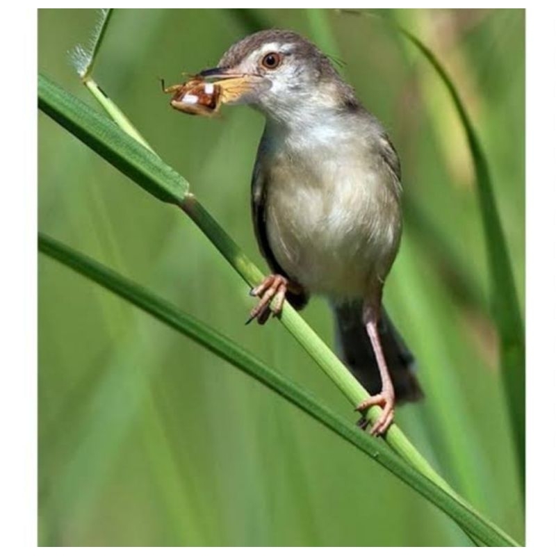 Jual Burung ciblek sawah pilihan super | Shopee Indonesia