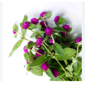 Jual bunga ratna / bunga kancing / don kayu ratna 1 ikat | Shopee Indonesia