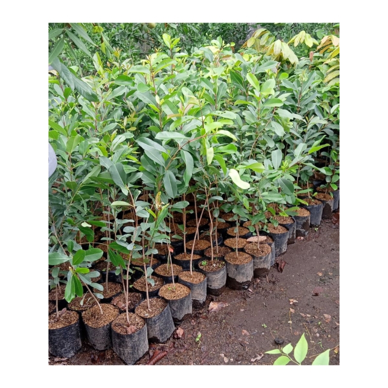 Jual bibit tanaman buah jamblang / jamblem / juwet jumbo | Shopee Indonesia