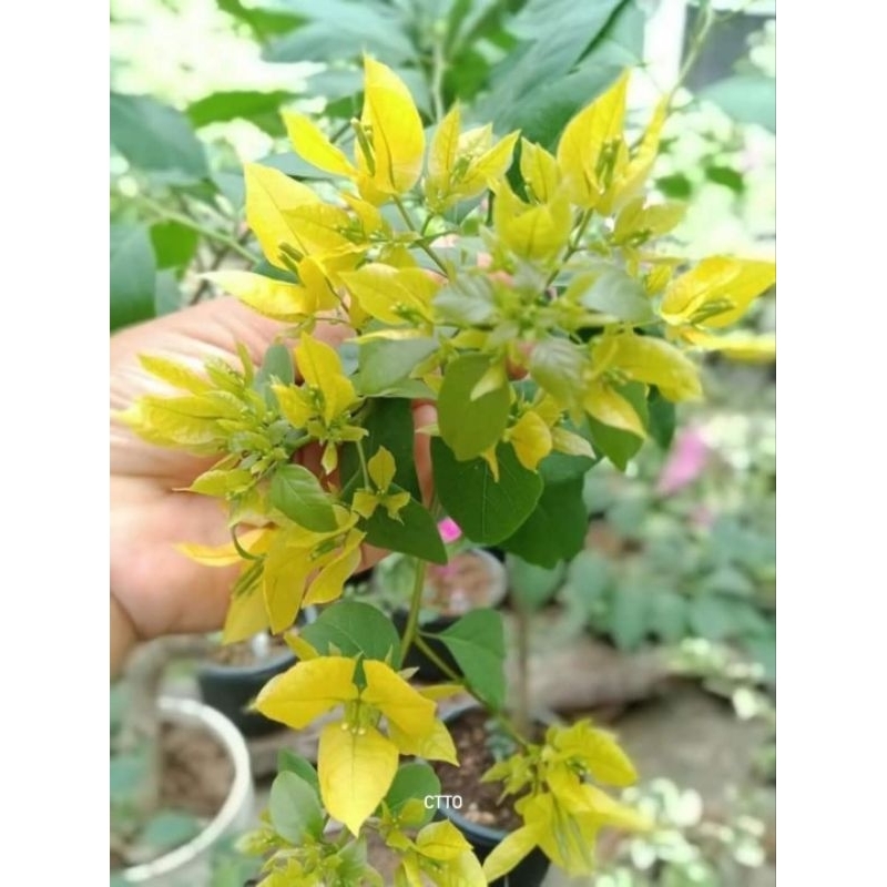 Jual EKOR MUSANG KUNING YELLOW FOXTAIL | Shopee Indonesia
