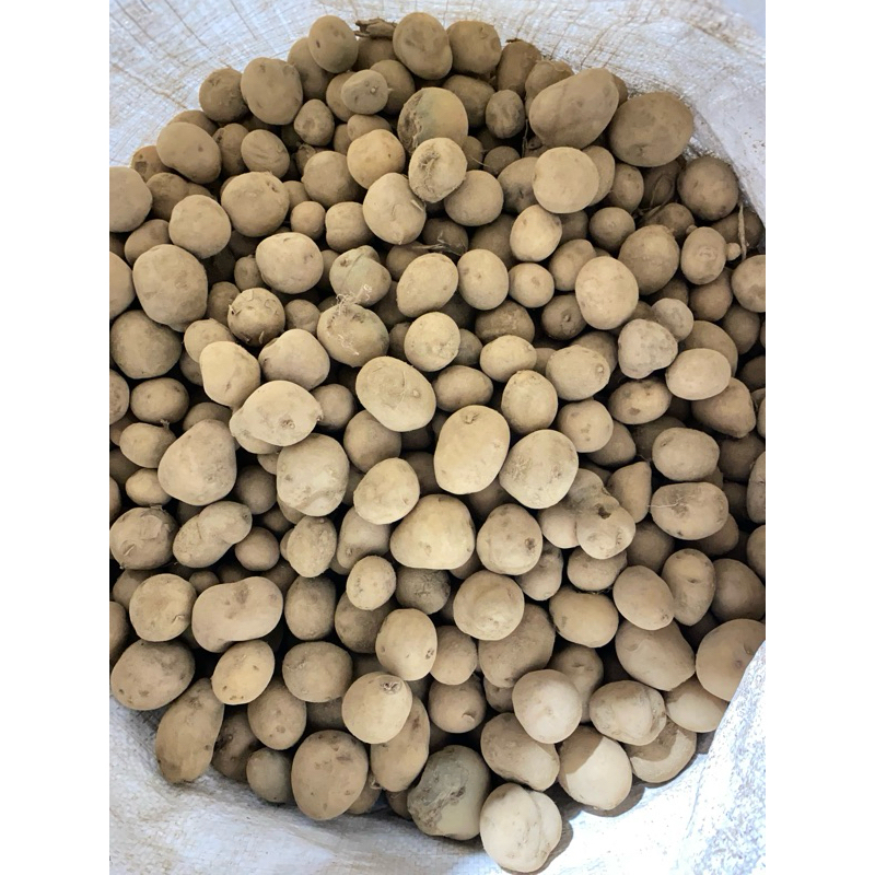 Jual kentang dieng/ kentang rendang/ kentang kecil/ baby potato (harga ...