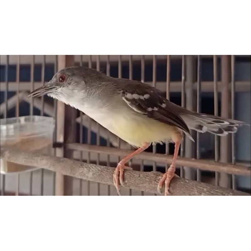 Jual CIBLEK SEMI JANTAN PILIHAN PROSPEK | Shopee Indonesia