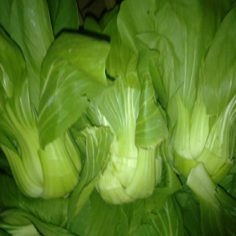 Jual Sayur Pacoy / Babycoy / Pokcay segar ikat kilogram | Shopee Indonesia