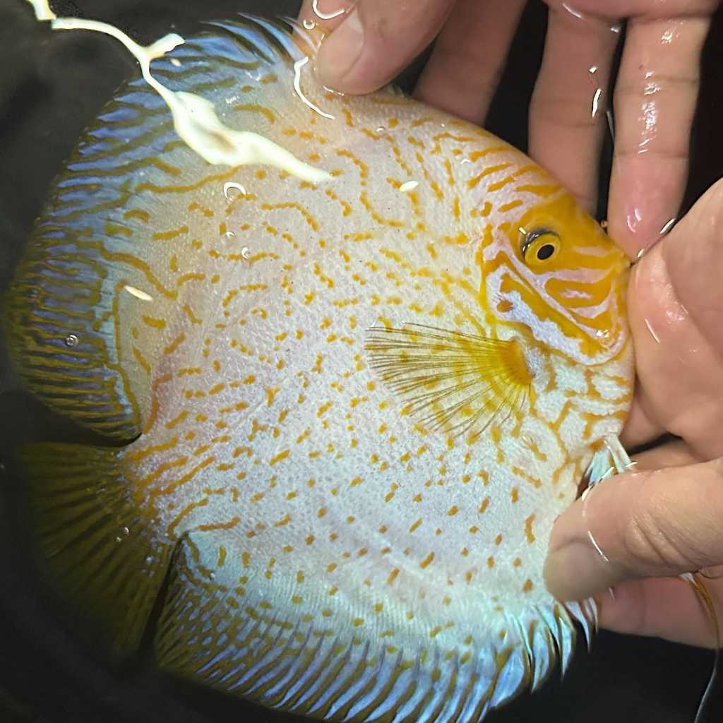 Jual hiasan aquarium ikan discus super yellow pigeon | Shopee Indonesia