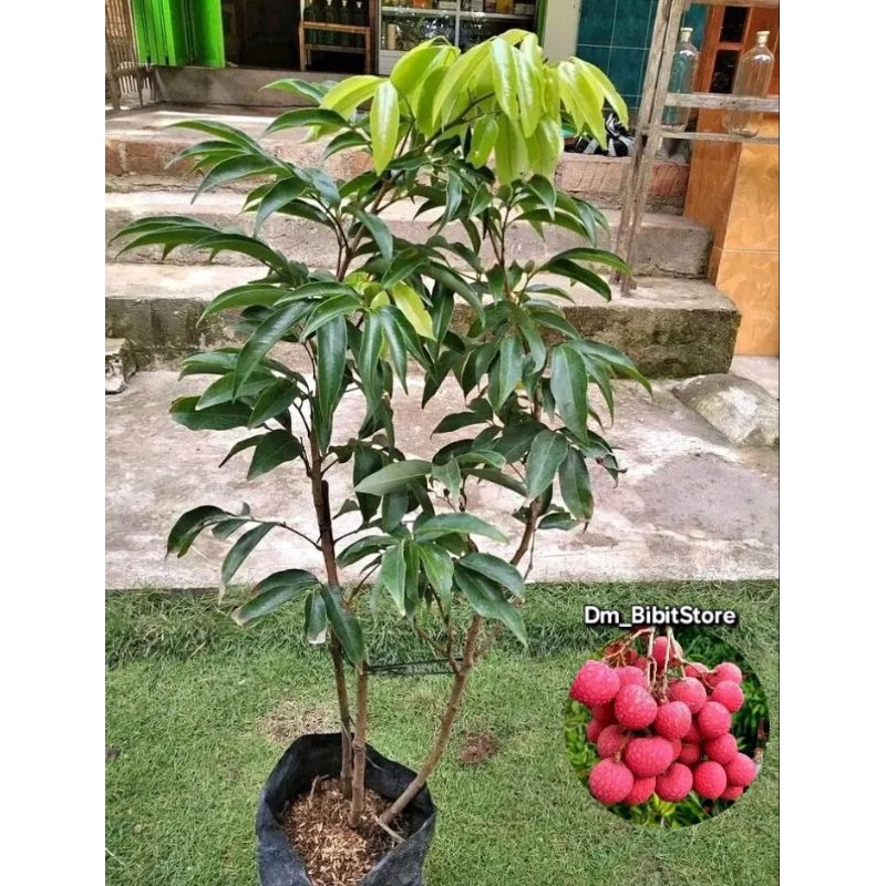 Jual Bibit Leci Merah Tanpa Biji Tinggi 1 Meter Lebih Cepat Berbuah ...