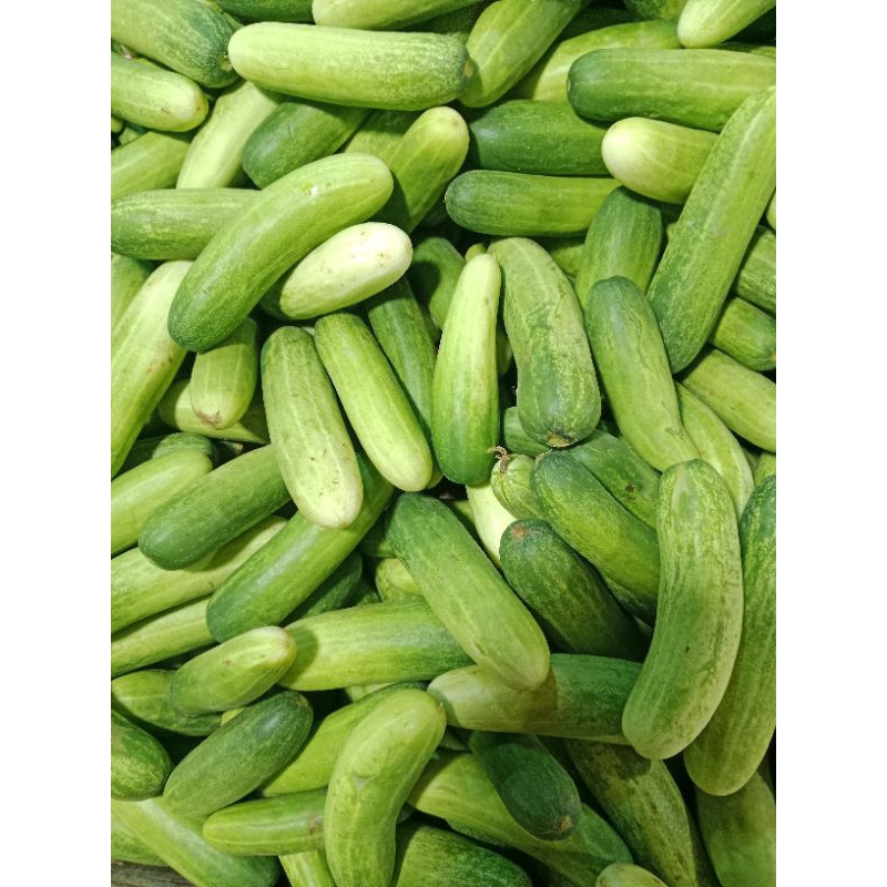 Jual timun lalap mentimun kecil muda 500gr | Shopee Indonesia