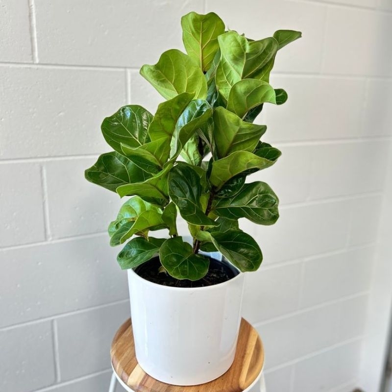 Jual Tanaman Hias Ketapang Biola - Ficus lyrata - Bibit Tanaman Indoor ...