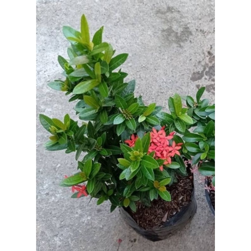 Jual bunga asoka merah | Shopee Indonesia