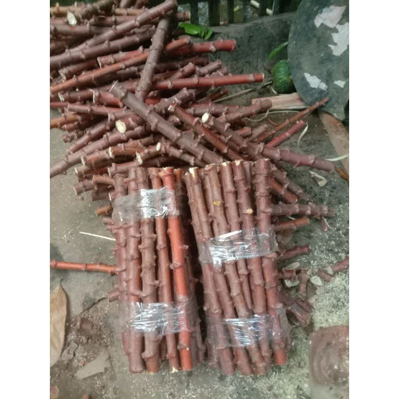 Jual stek bibit pohon singkong roti, ketela,singkong mentega, singkong ...