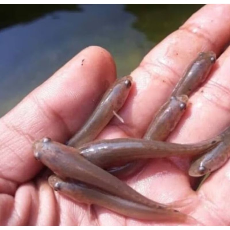 Jual BIBIT IKAN GABUS PAKET 10 EKOR BONUS (PELET) | Shopee Indonesia