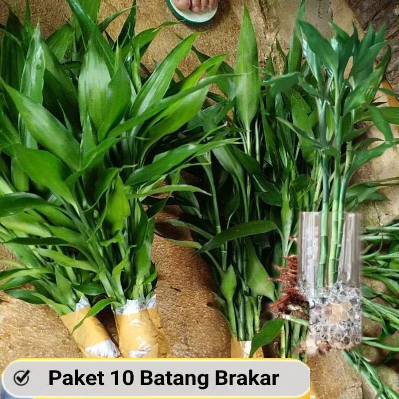 Jual Bambu Hoki Sri Rezeki 10 Batang Hiasan Rumah | Shopee Indonesia