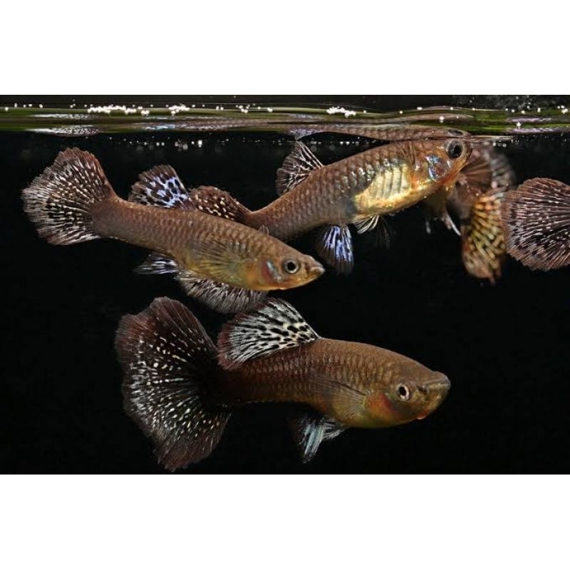 Jual TK gambar Guppy red dragon big ear (be tina) | Shopee Indonesia