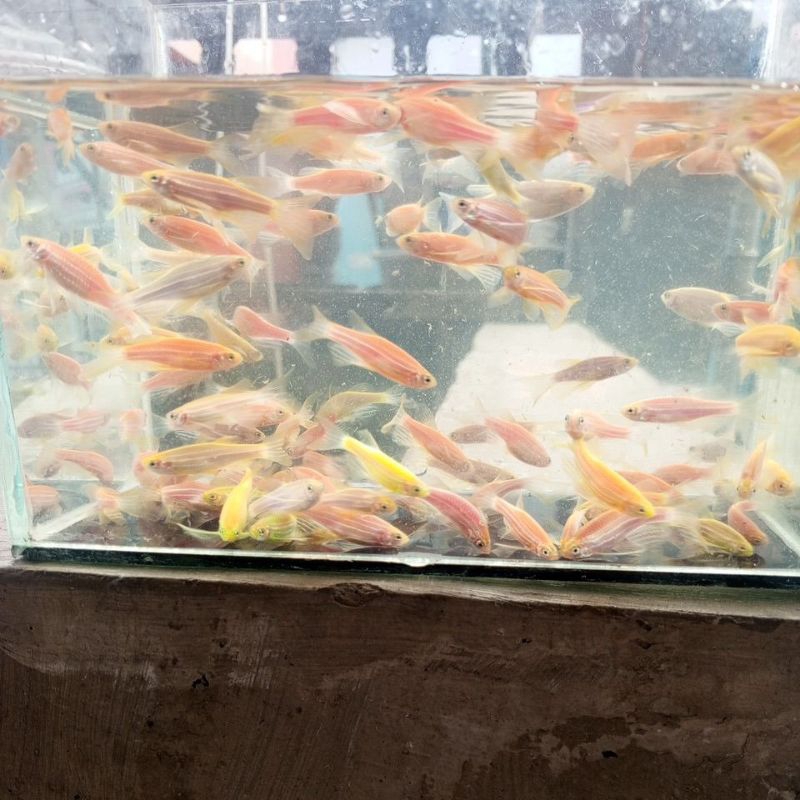 Jual Danio slayer hiasan akuarium | Shopee Indonesia