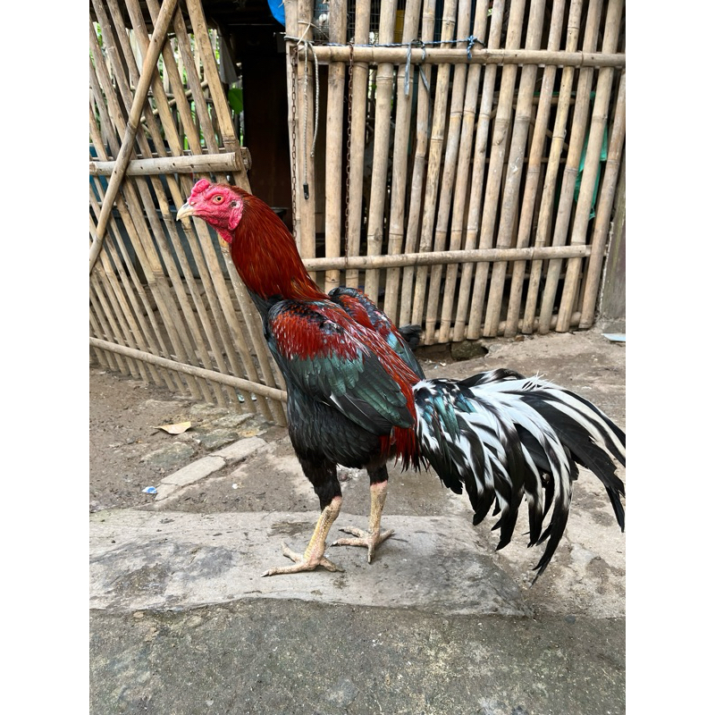 Jual Pakhoy Full Brakot Usia 8-10 Bulan ayam Siap lanjut Rawat dan ...
