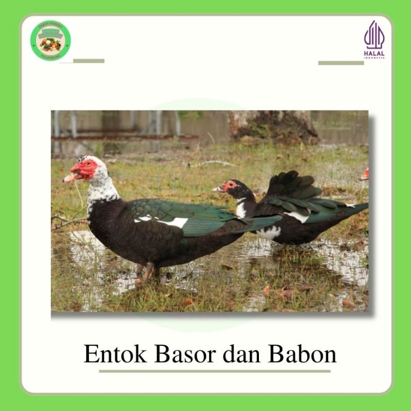 Jual Sepasang Bebek - Entok - Serati sepasang (jago ngos dan betina pro ...