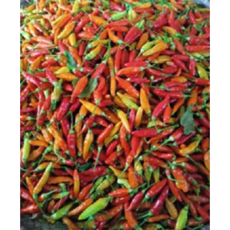 Jual Cabai / Cengek / Lombok Rawit Merah Super Segar 1kg | Shopee Indonesia