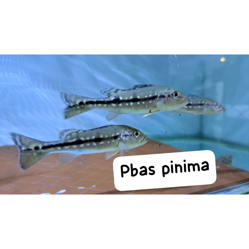 Jual ikan pbass pinima ukuran 10-12 | Shopee Indonesia