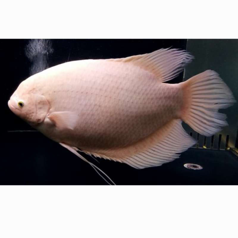 Jual ikan Gurame padang jumbo | Shopee Indonesia
