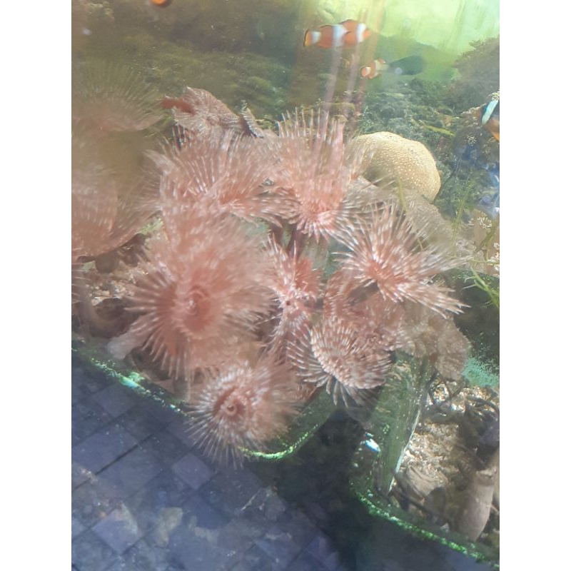 Jual Cacing Kelapa / Koker per 7 pcs | Shopee Indonesia