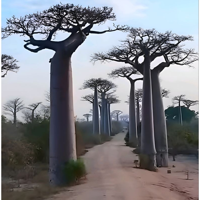 Jual Bibit Pohon Baobab tinggi 80-100cm | Shopee Indonesia