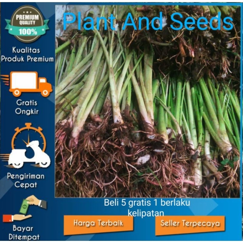 Jual PAKET BIBIT TALAS PRATAMA 2 JENIS BERLIAN JUMBO ISI 1000 Bibit ...