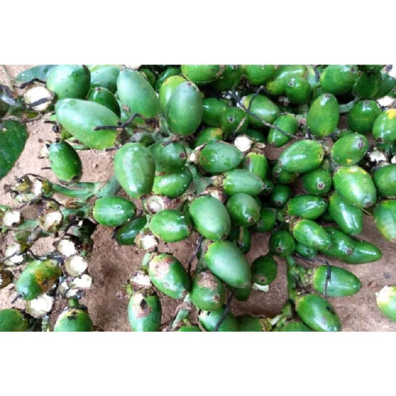 Jual pinang muda/ jambe muda segar 1kg | Shopee Indonesia