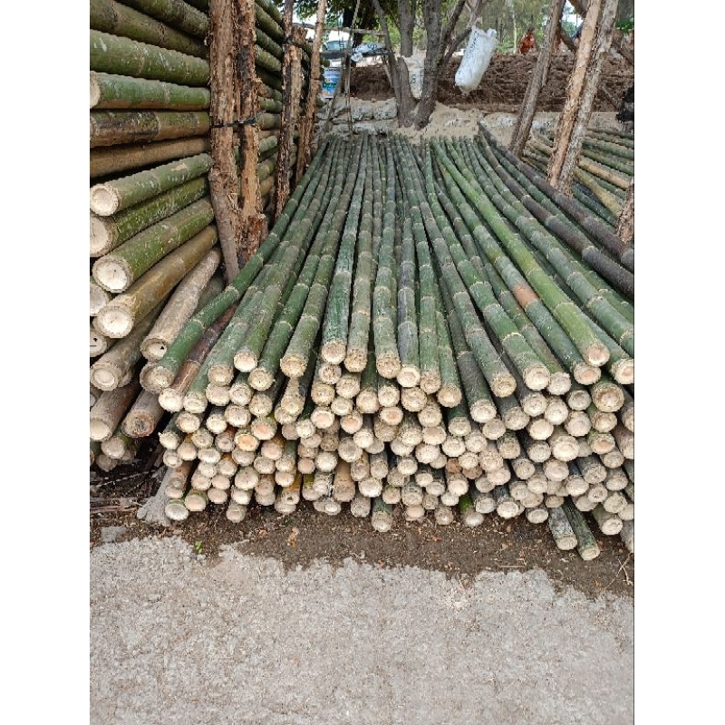 Jual bambu steger uk 5/7 panjang 6m | Shopee Indonesia