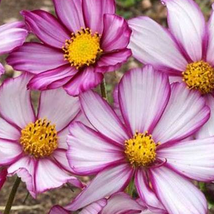 Jual Biji Bunga Cosmos Candy Stripe (Tanaman Asli Mexico) Tahan Suhu ...