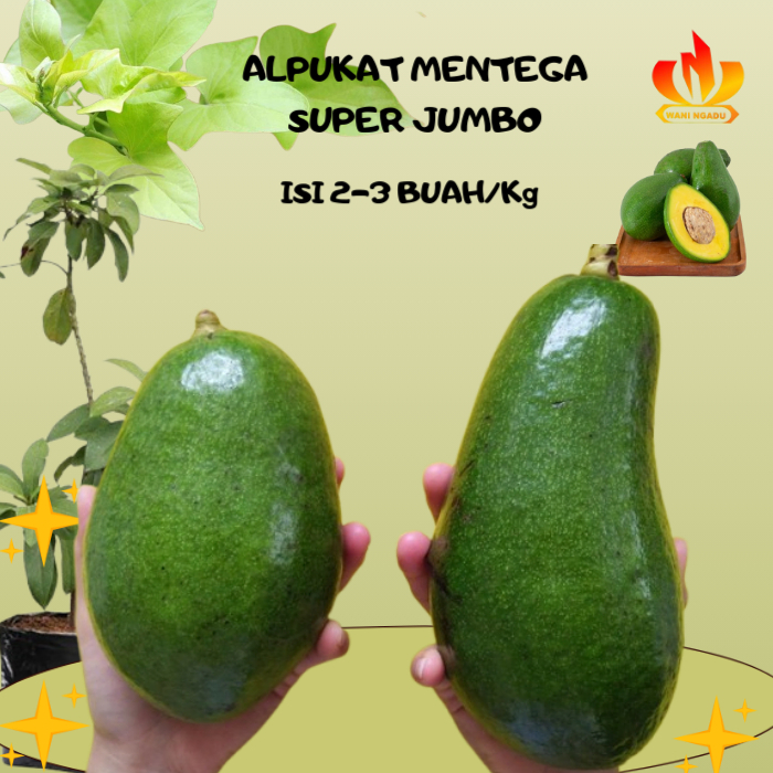 Jual Alpukat Mentega Super Jumbo Fresh Paket 1 2 3 kg Isi 2–3 Daging ...